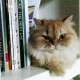 Attempt at being dreamy. – fuzzygreenlights.